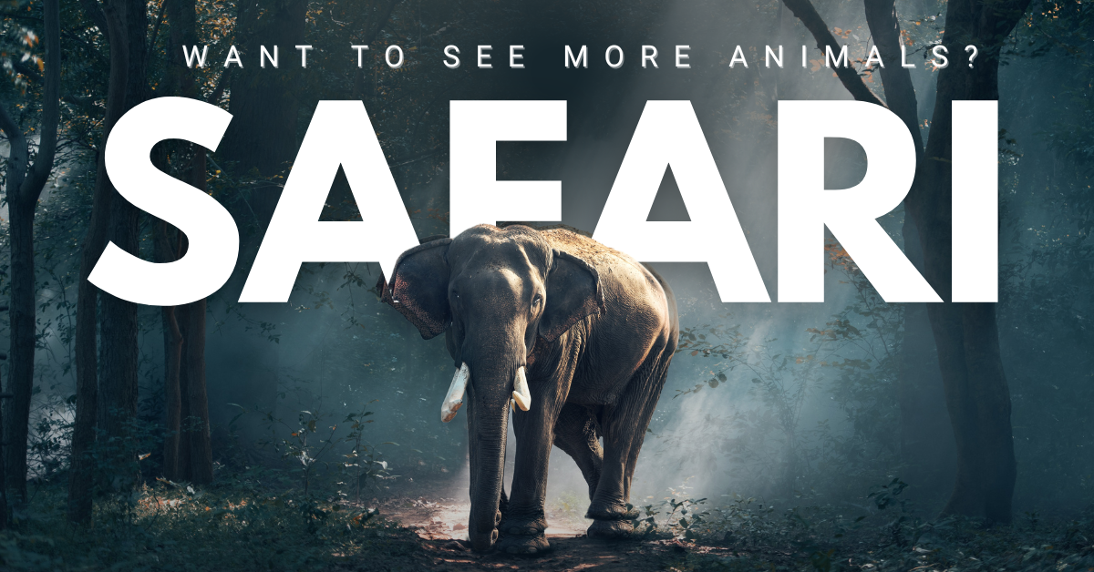 Want to See More Animals? Pick the Right Safari Time - krutimehta.in